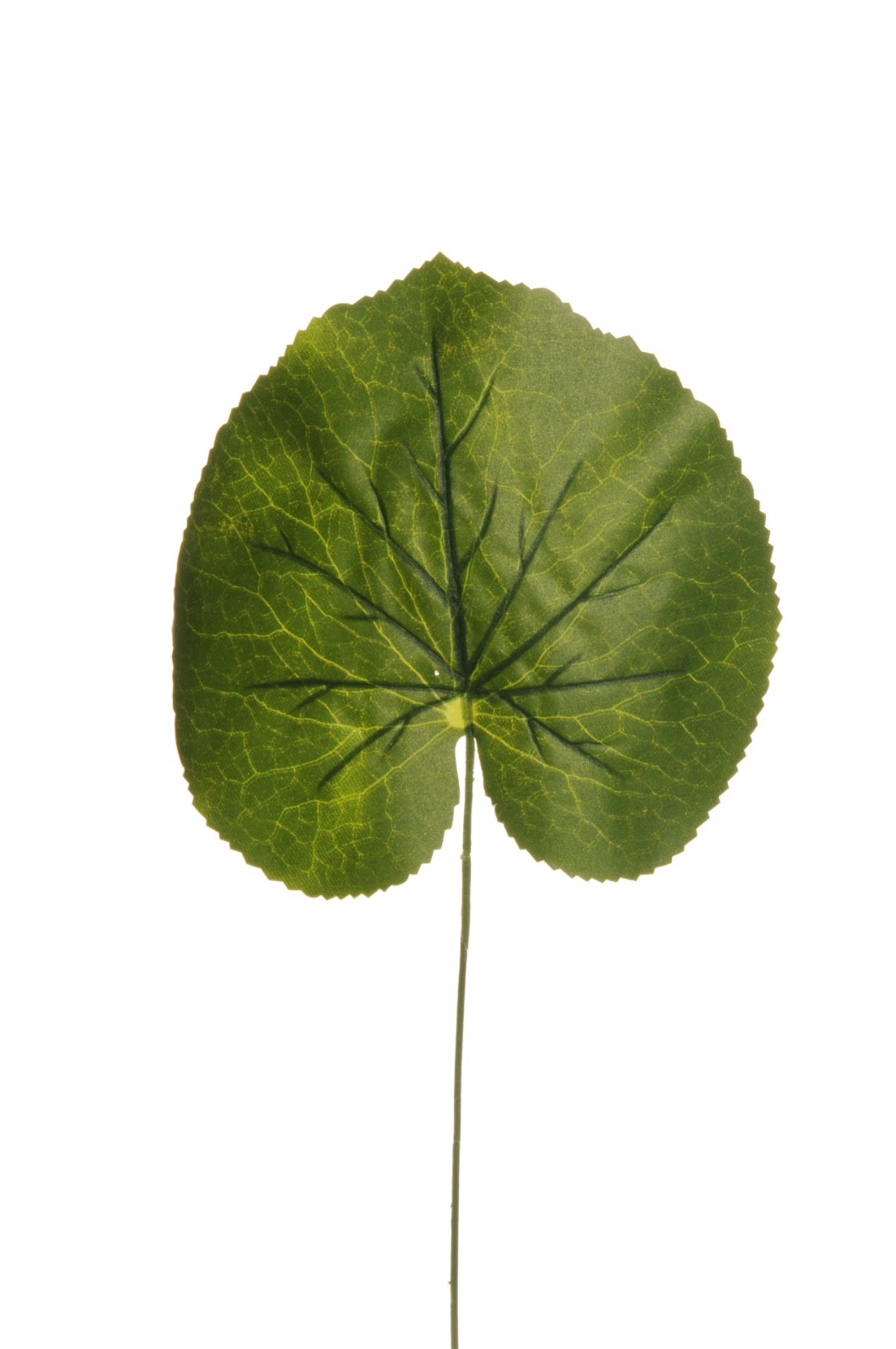 GALAX LEAF, D. 20 CM, 49 CM. - Fioro - kvalitatīvi mākslīgie ziedi un ...